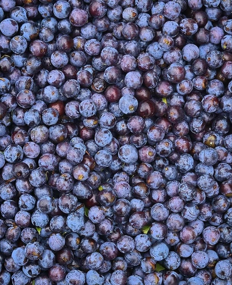 Scottish Sloe Berries - Order Online | Barony Country Foods